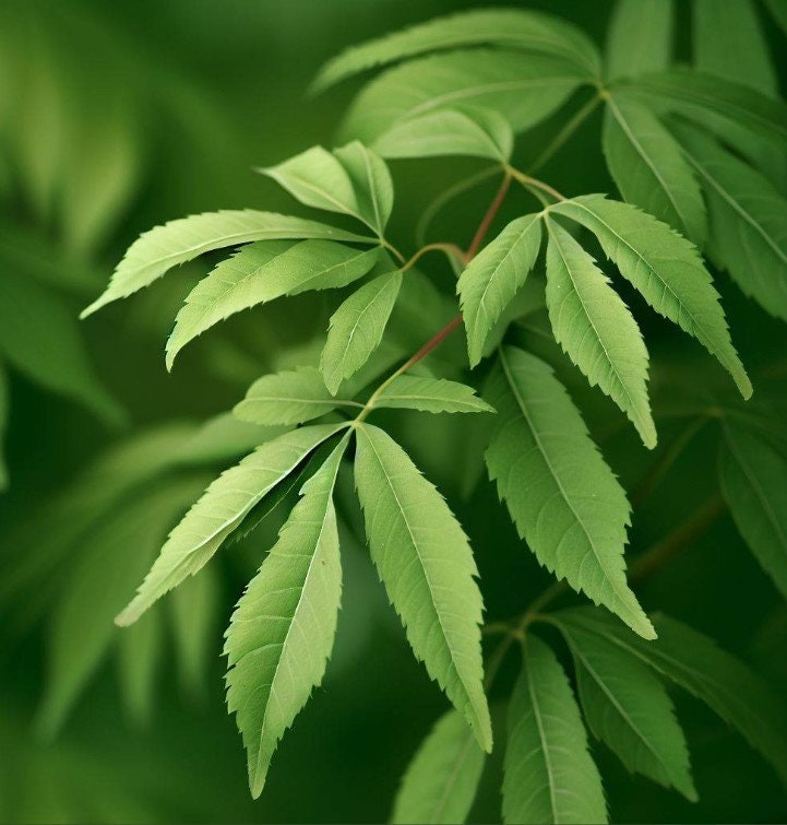 Acer Negundo (boxelder Maple, Box Elder, Manitoba Maple, Ash-leaved ...