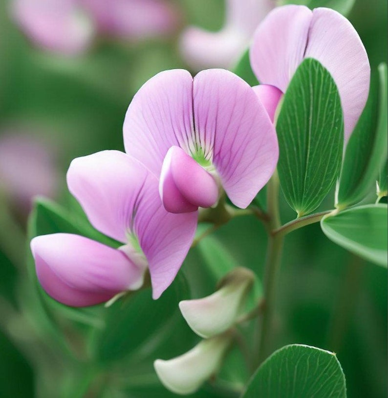 Lathyrus Maritima beach Pea, Heath Pea Flower Seeds, Coastal Habitats ...
