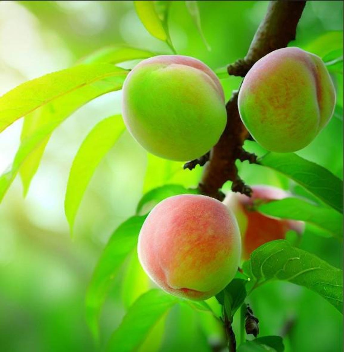 Prunus Persica Lovell (peach, Lovell Peach) Fruit Seeds, Prized as ...