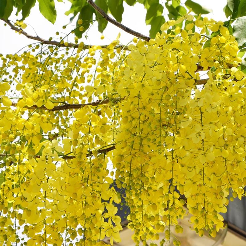 Cassia Fistula (golden Rain Tree) Tree Seeds, Medium-sized, Beautiful, Showy Golden Flowers ...