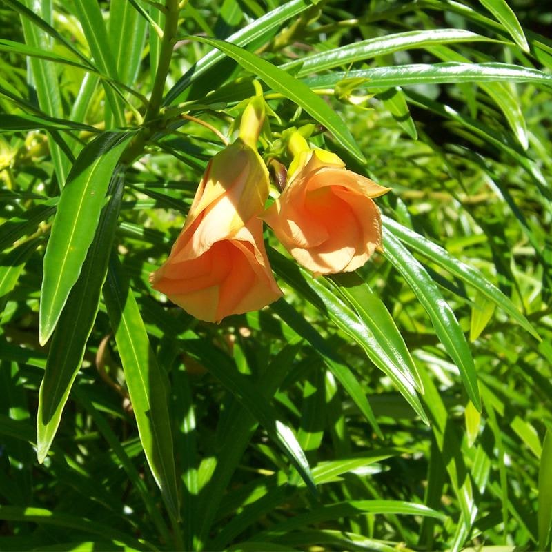 Oleander Flower Jewelry - Etsy