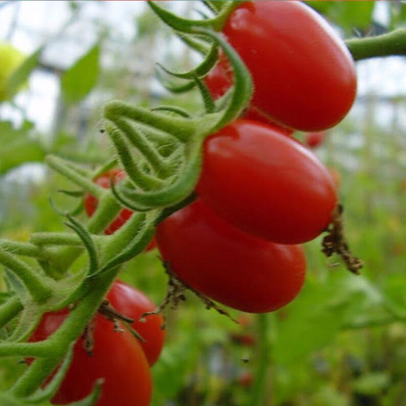 Sugar Plum F1 Hybrid Tomato, Grape Tomato (lycopersicon Esculentum ...