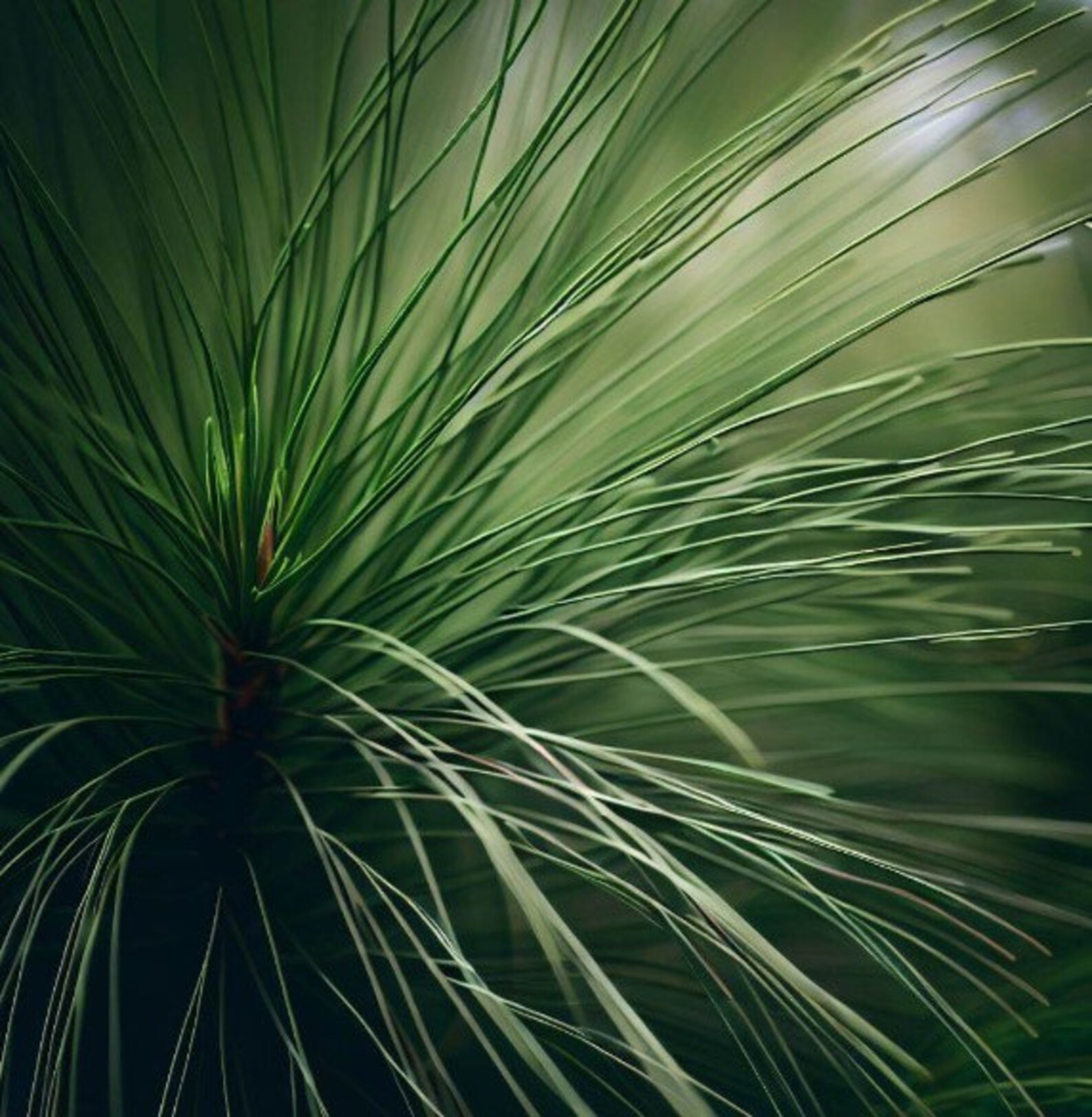 Pinus Palustris (longleaf Pine) Tree Seeds , Towering Evergreen ...