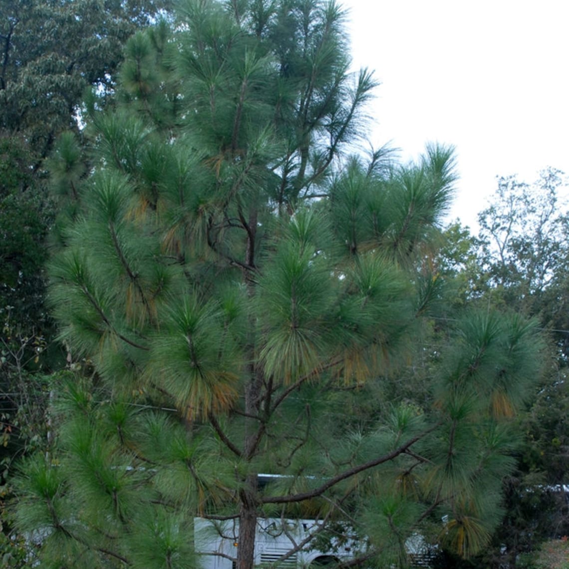 Pinus Palustris (longleaf Pine) Tree Seeds , Towering Evergreen ...