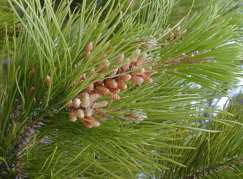 Pinus Radiata (radiata Pine, Monterey Pine, Insignis Pine) Tree Seeds ...