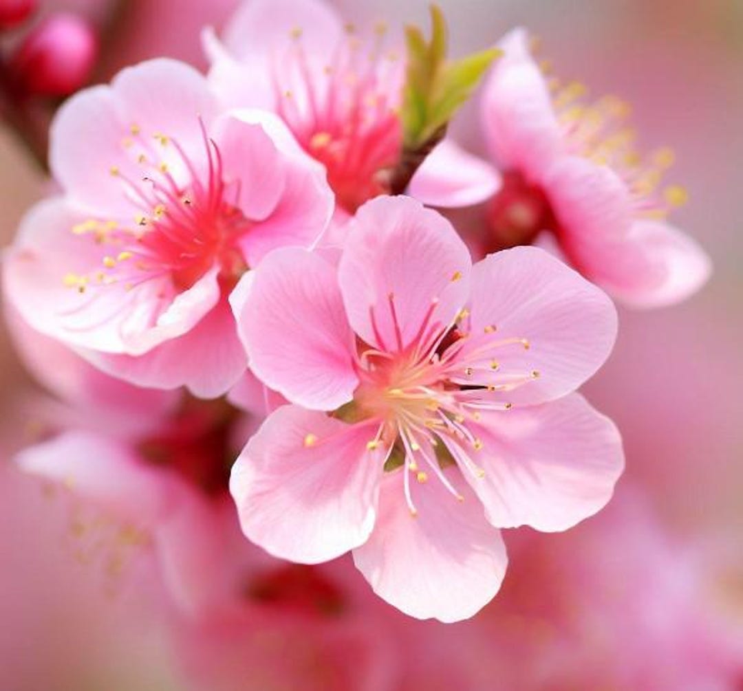 Prunus Persica Lovell (peach, Lovell Peach) Fruit Seeds, Prized as ...
