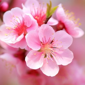 Prunus Persica Lovell (peach, Lovell Peach) Fruit Seeds, Prized as ...