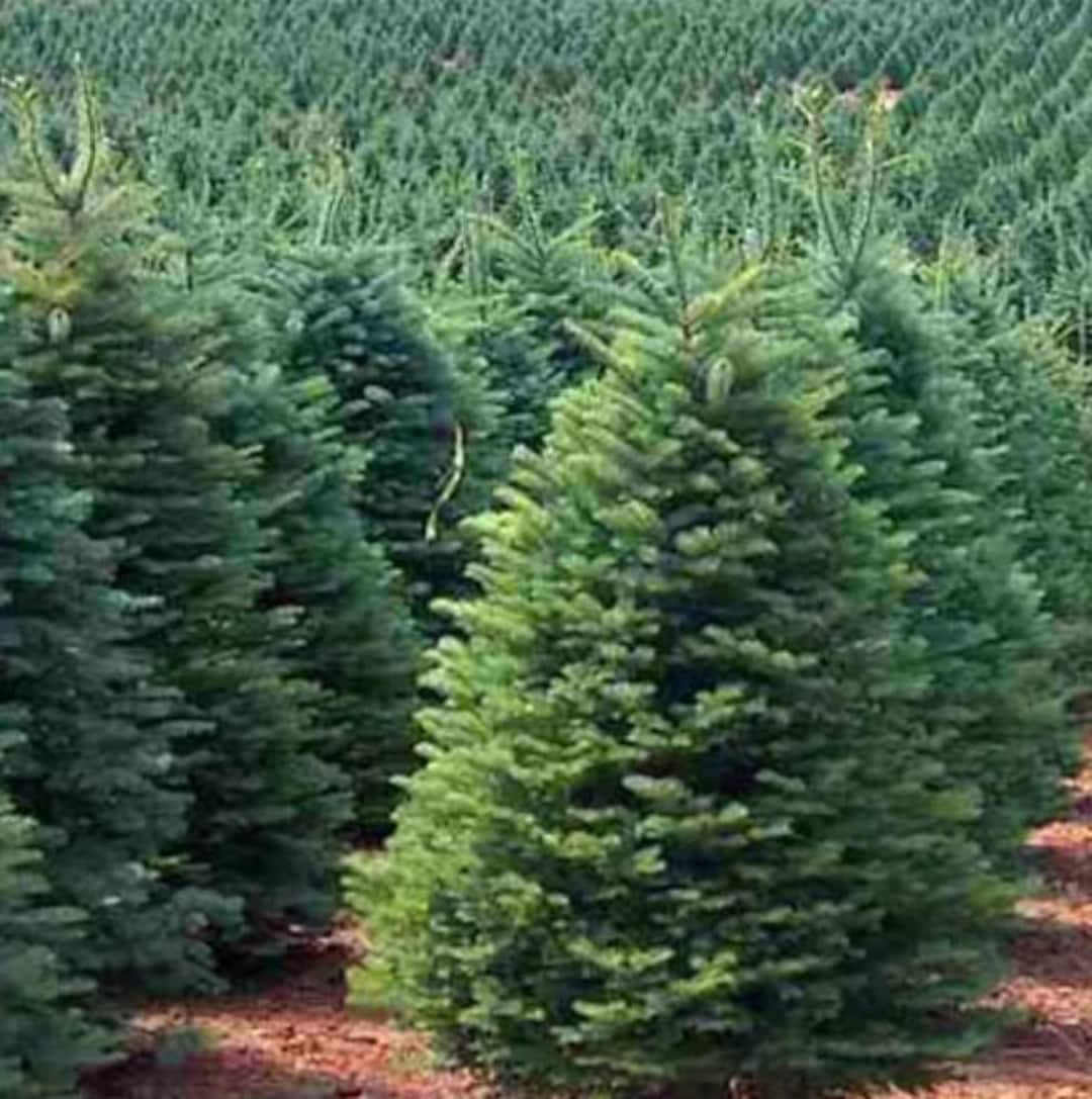Abies Procera (noble Fir, Red Fir, White Fir, Christmas Tree) Tree ...