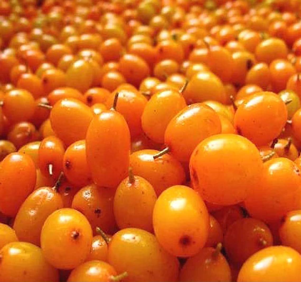 Hippophae Rhamnoides (sea Buckthorn, Seaberry) Fruit Seeds, Versatile ...