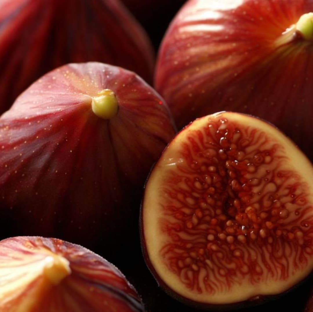 Sal's Fig - Cuttings, Cold-hardy Sal's Fig Produces Small, Dark Figs ...