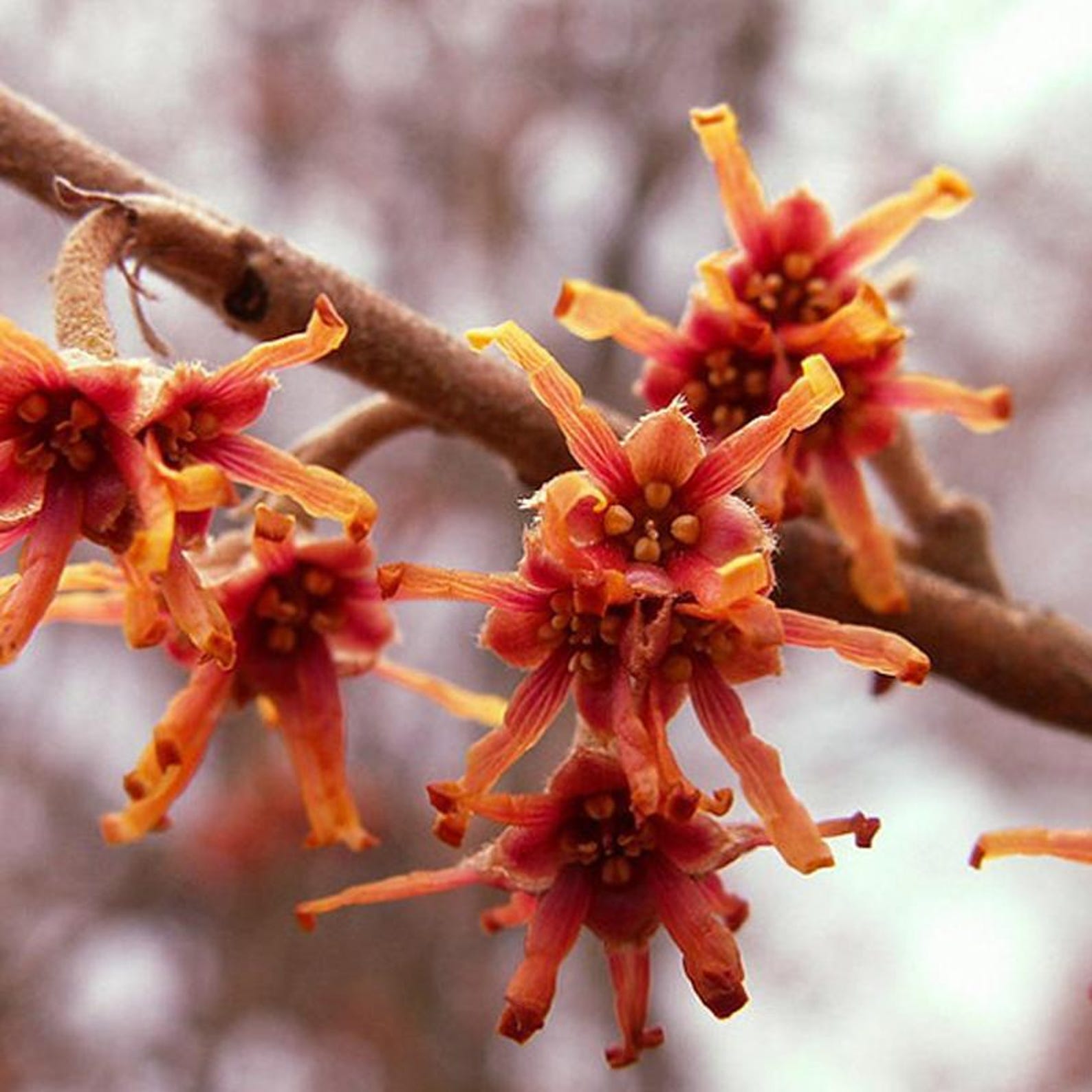 Hamamelis Vernalis ( Vernal Witchazel, Ozark Witchhazel, Spring ...