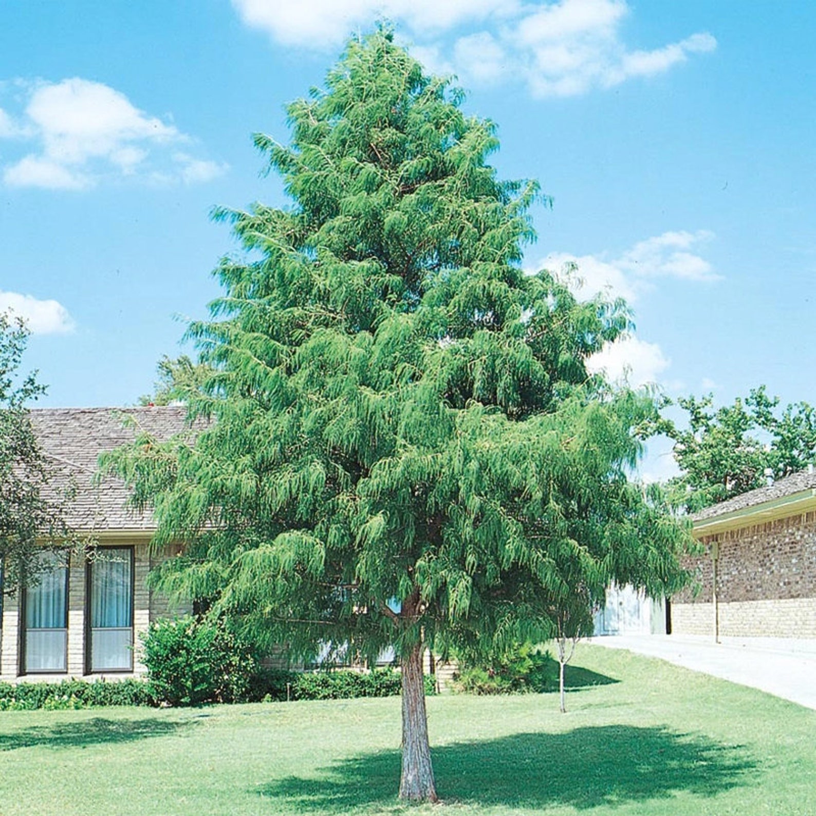 Taxodium Distichum Southern (bald Cypress) Tree Seeds, Towering Height ...