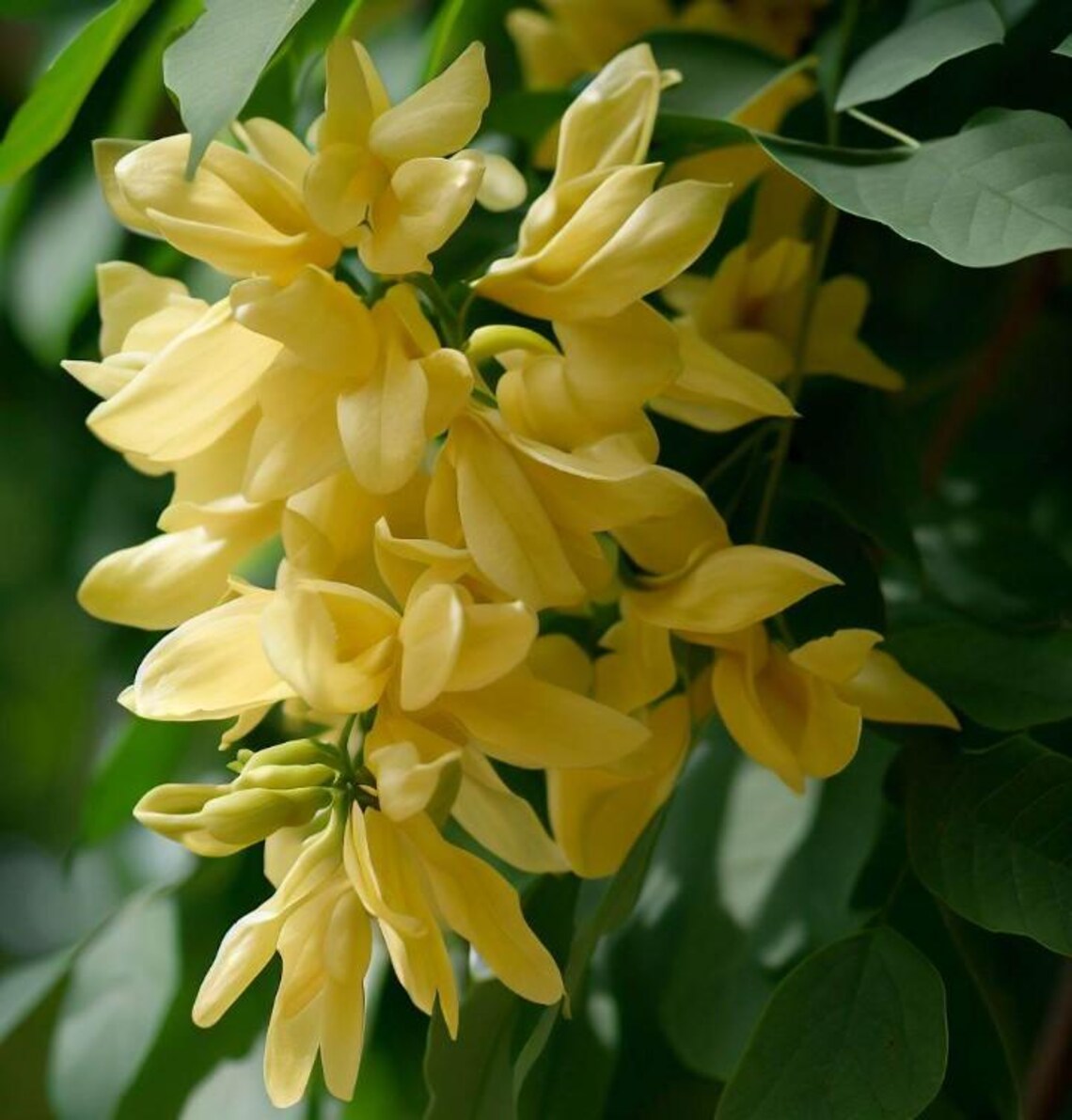 Cladrastis Lutea (yellowwood) Tree Seeds, Golden Fall Foliage, Fragrant ...