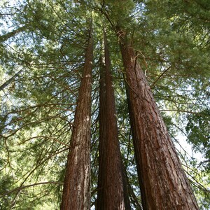 Sequoia Sempervirens (california Redwood, Coast Redwood) Tree Seeds ...
