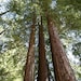 Sequoia Sempervirens (california Redwood, Coast Redwood) Tree Seeds ...