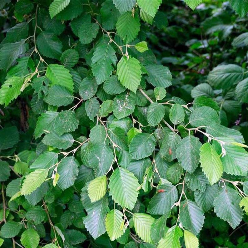Alnus Incana (european Speckled Alder) Tree Seeds, Medium-size, Fast ...