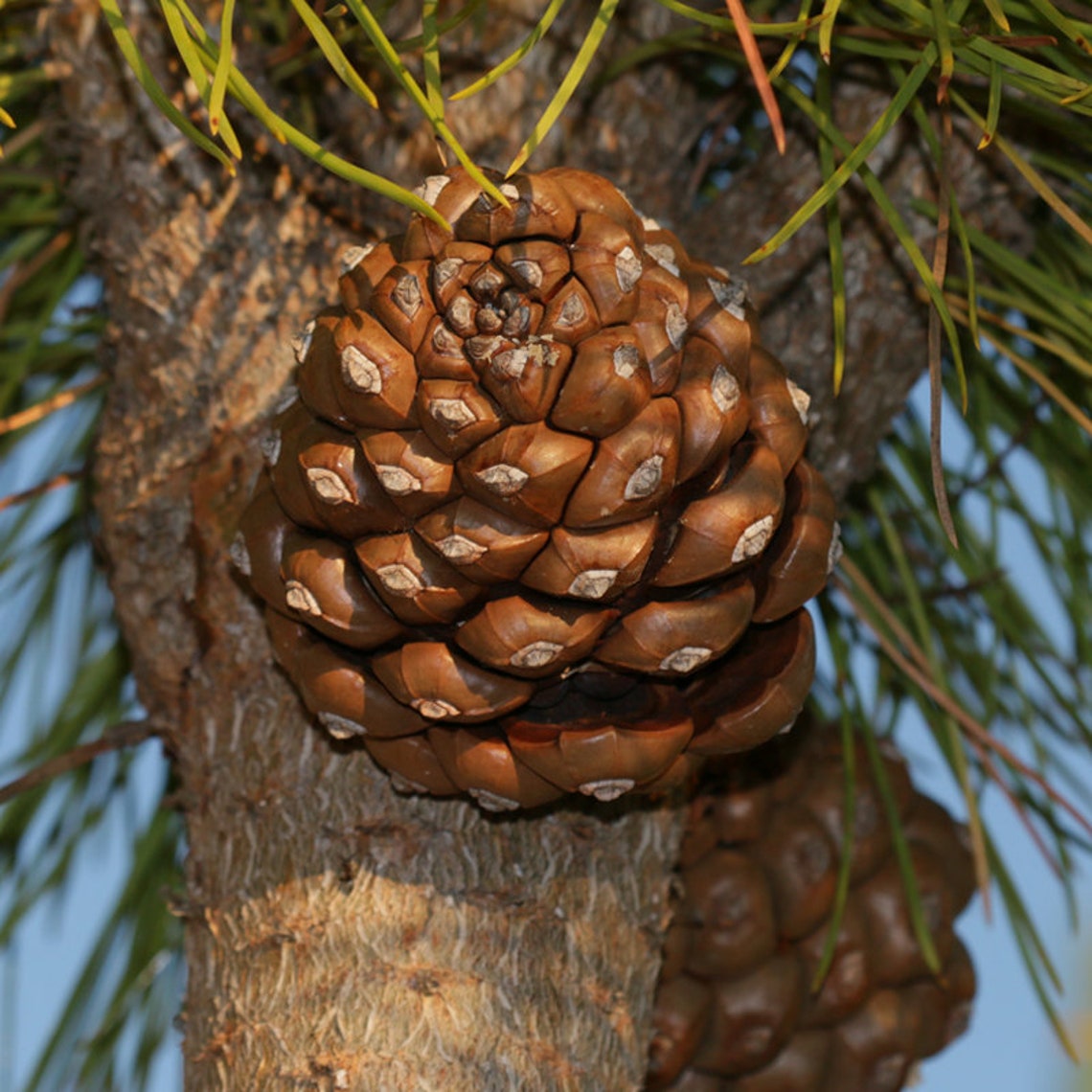 Pinus Pinea (italian Stone Pine) Tree Seeds , Produces Large, Edible ...