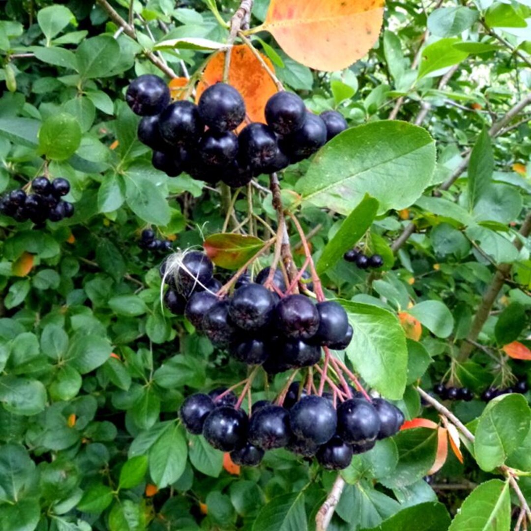 Aronia Melanocarpa (black Chokeberry) Tree Seeds, Attractive Foliage, Beautiful Spring Blossoms ...