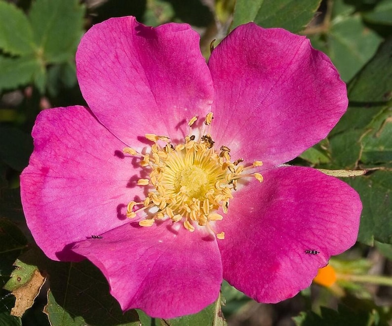 Rosa Woodsii (mountain Rose, Wild Rose, Wood's Rose, Woods' Rose) Seeds ...