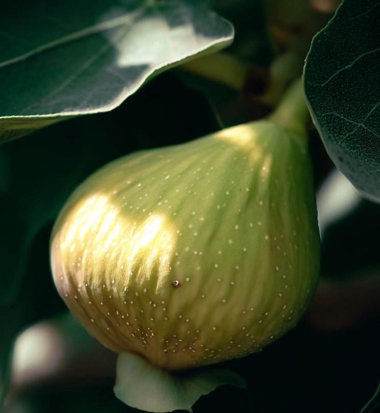 Brooklyn Italian White Fig - Cuttings, Honey-sweet, Jelly-like Figs ...