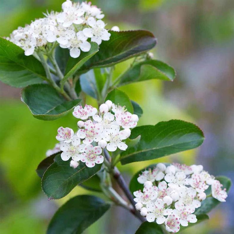 Aronia Melanocarpa (black Chokeberry) Tree Seeds, Attractive Foliage ...
