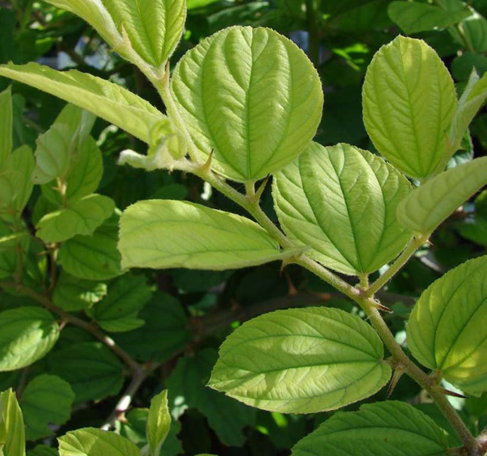 Ziziphus Mauritiana (indian Jujube) Fruit Seeds, Tangy Fruits With ...