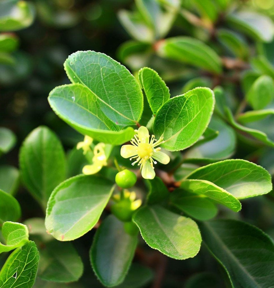 Ziziphus Mauritiana (indian Jujube) Fruit Seeds, Tangy Fruits With ...