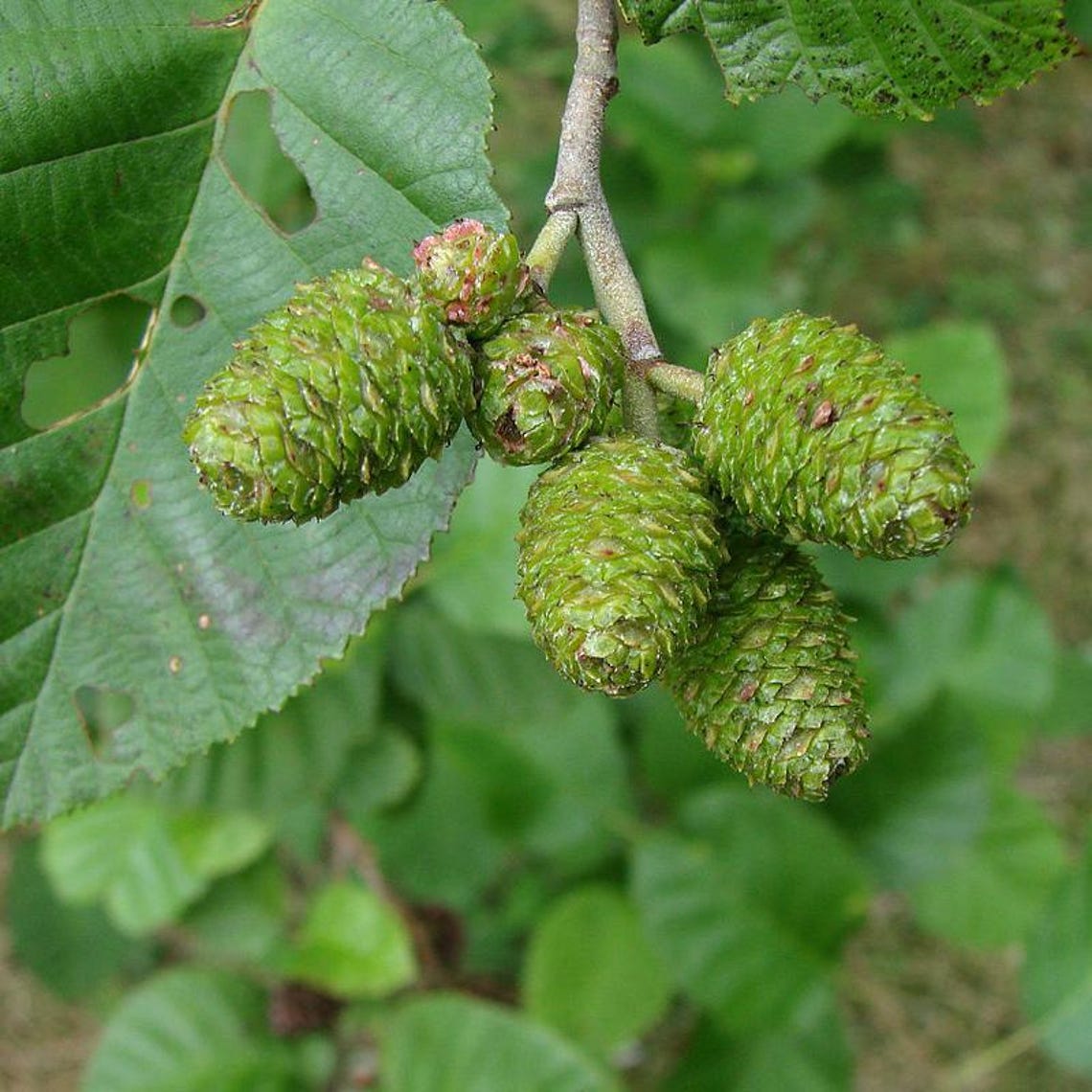 Alnus Incana (european Speckled Alder) Tree Seeds, Medium-size, Fast ...