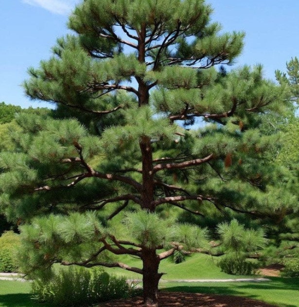 Pinus Strobus (wisconsin) (eastern White Pine, Weymouth Pine) Tree Seeds, Majestic Height, Soft ...