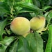 Prunus Persica Lovell (peach, Lovell Peach) Fruit Seeds, Prized as ...