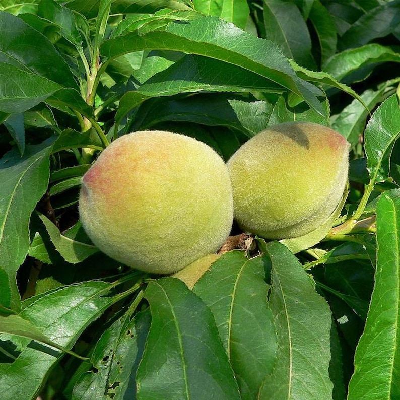 Prunus Persica Lovell (peach, Lovell Peach) Fruit Seeds, Prized as ...