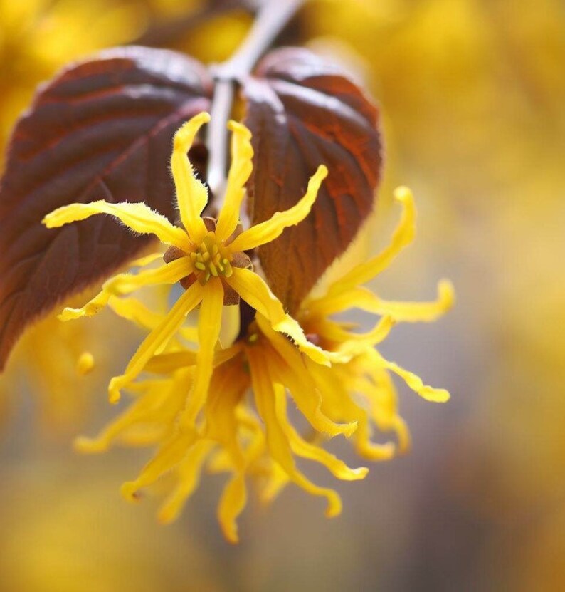 Hamamelis Virginiana (american Witch Hazel, Witchazel) Shrub Seeds ...