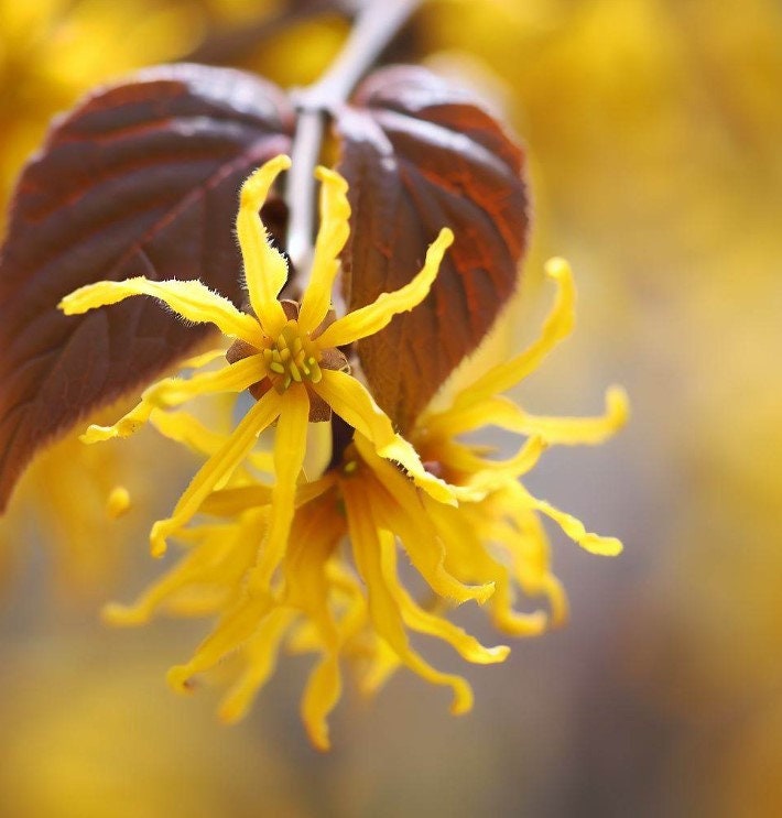 Hamamelis Virginiana (american Witch Hazel, Witchazel) Shrub Seeds ...