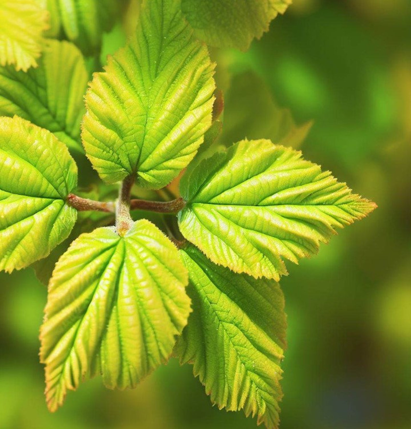 Hamamelis Virginiana (american Witch Hazel, Witchazel) Shrub Seeds ...