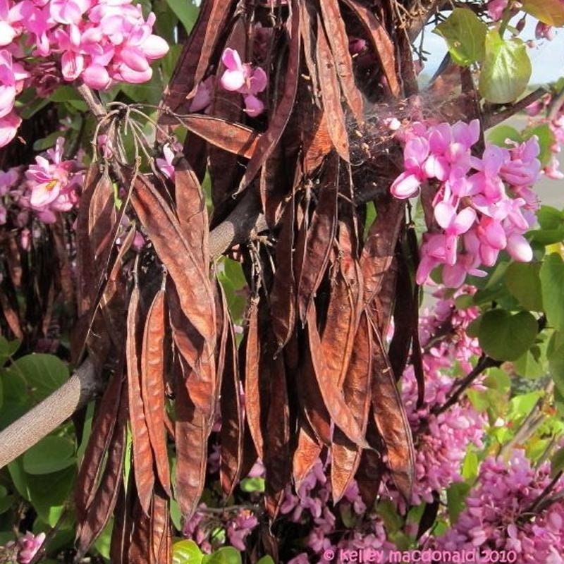 Cercis Occidentalis (california Redbud) Tree Seeds, Pink to Magenta ...
