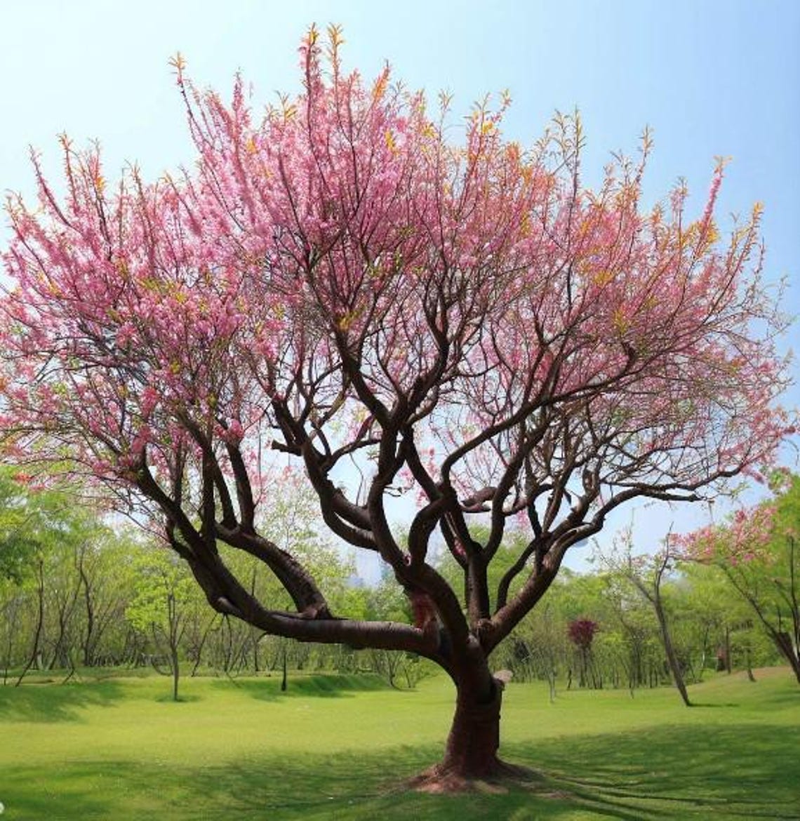 Prunus Persica Lovell (peach, Lovell Peach) Fruit Seeds, Prized as ...