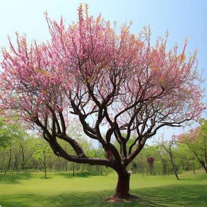 Prunus Persica Lovell (peach, Lovell Peach) Fruit Seeds, Prized as ...