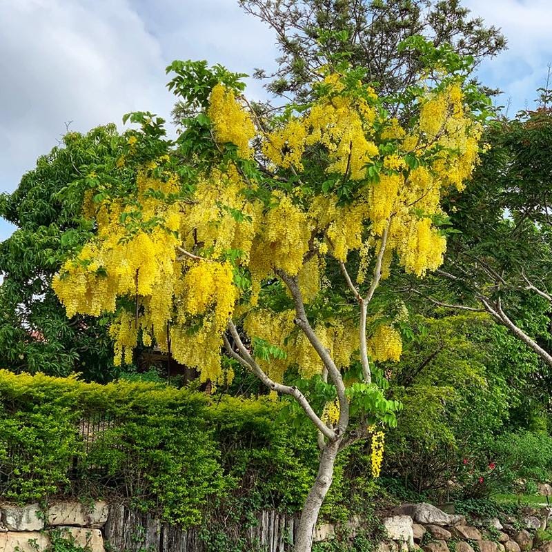 Cassia Fistula (golden Rain Tree) Tree Seeds, Medium-sized, Beautiful, Showy Golden Flowers ...