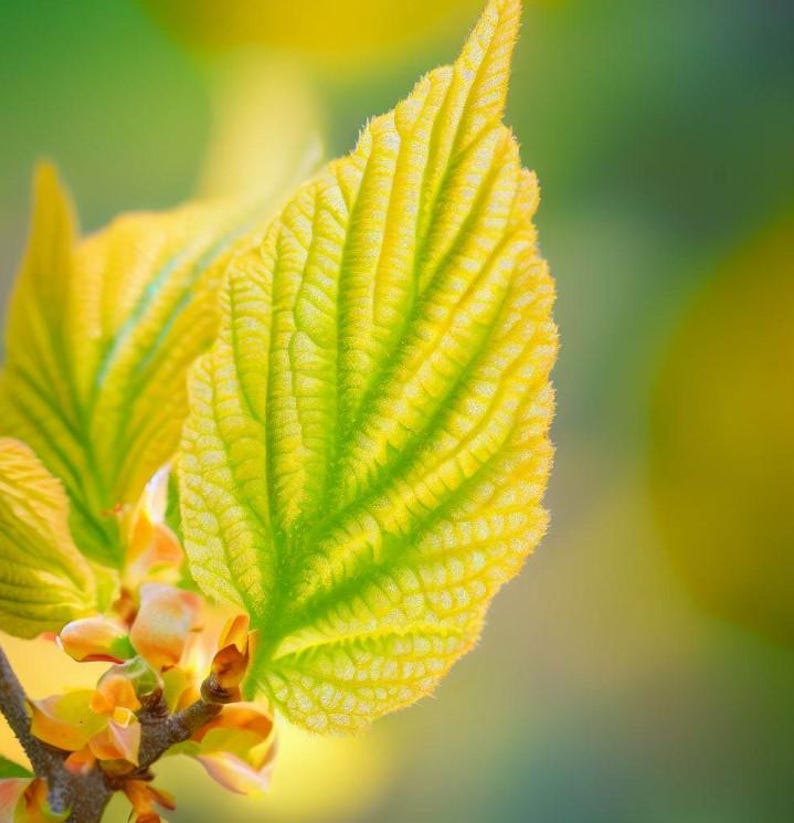 Hamamelis Vernalis ( Vernal Witchazel, Ozark Witchhazel, Spring ...
