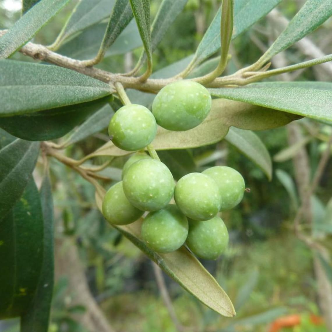 Olea Europaea (olive Tree) Shrub Seeds, Prized for Its Longevity, With ...