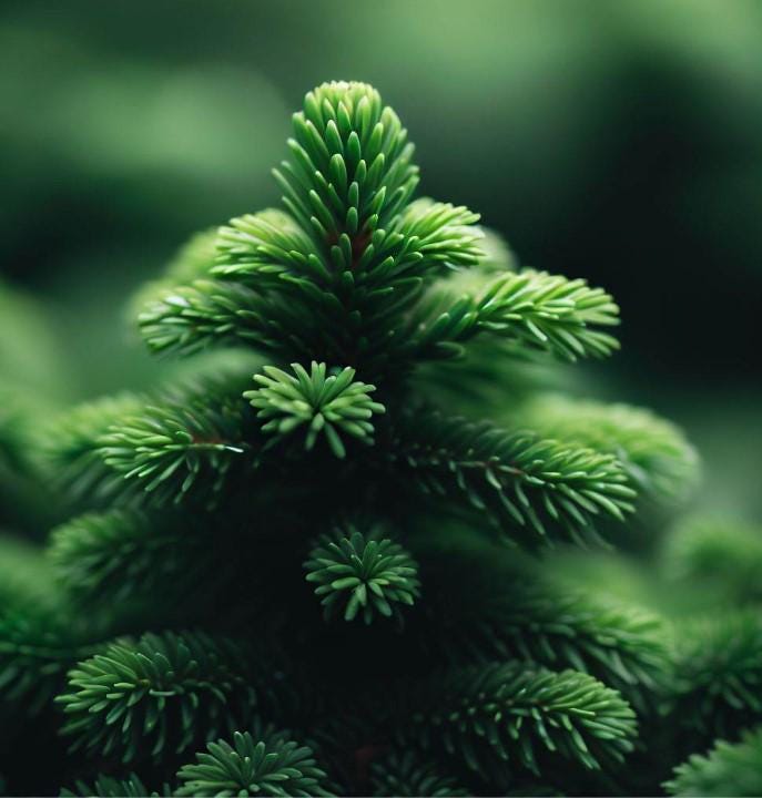 Abies Koreana (korean Fir) Tree Seeds, Striking Silver-banded Needles ...
