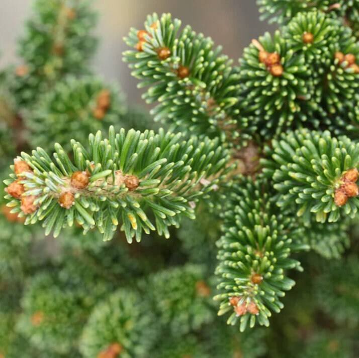 Abies Fraseri (fraser Fir) Tree Seeds, a Popular Christmas Tree Choice ...