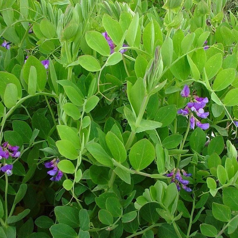 Lathyrus Maritima (beach Pea, Heath Pea) Flower Seeds, Coastal Habitats ...