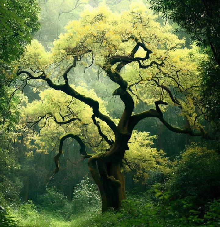 Cladrastis Lutea (yellowwood) Tree Seeds, Golden Fall Foliage, Fragrant ...