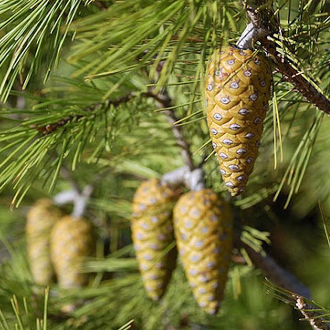Pinus Halepensis (aleppo Pine, Jerusalem Pine) Tree Seeds, Evergreen ...