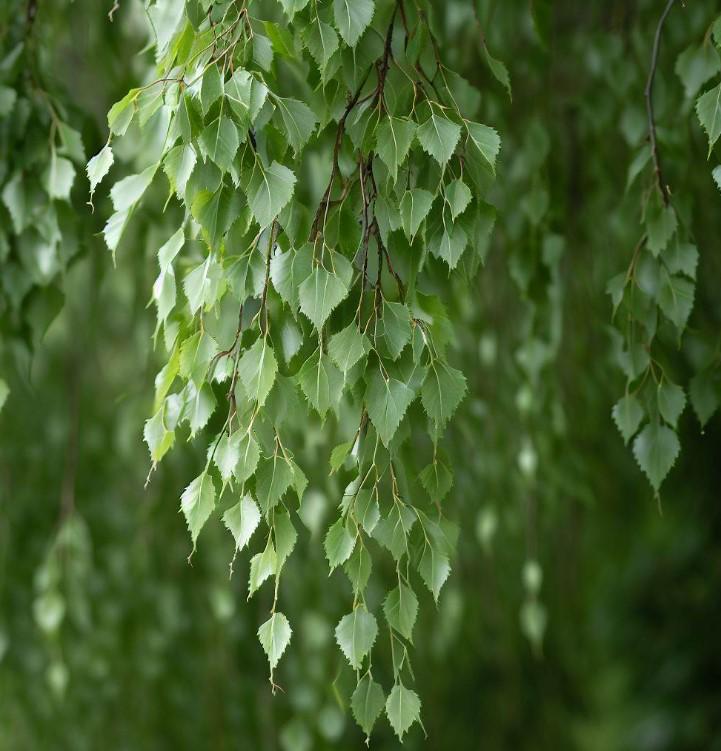 Betula Pendula (alba) (european White Birch) Tree Seeds, Distinctive ...