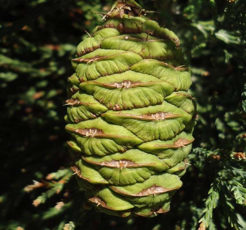 Sequoia Gigantea (giant Sequoia, Dr. Seuss Tree) Tree Seeds, Over 300 ...