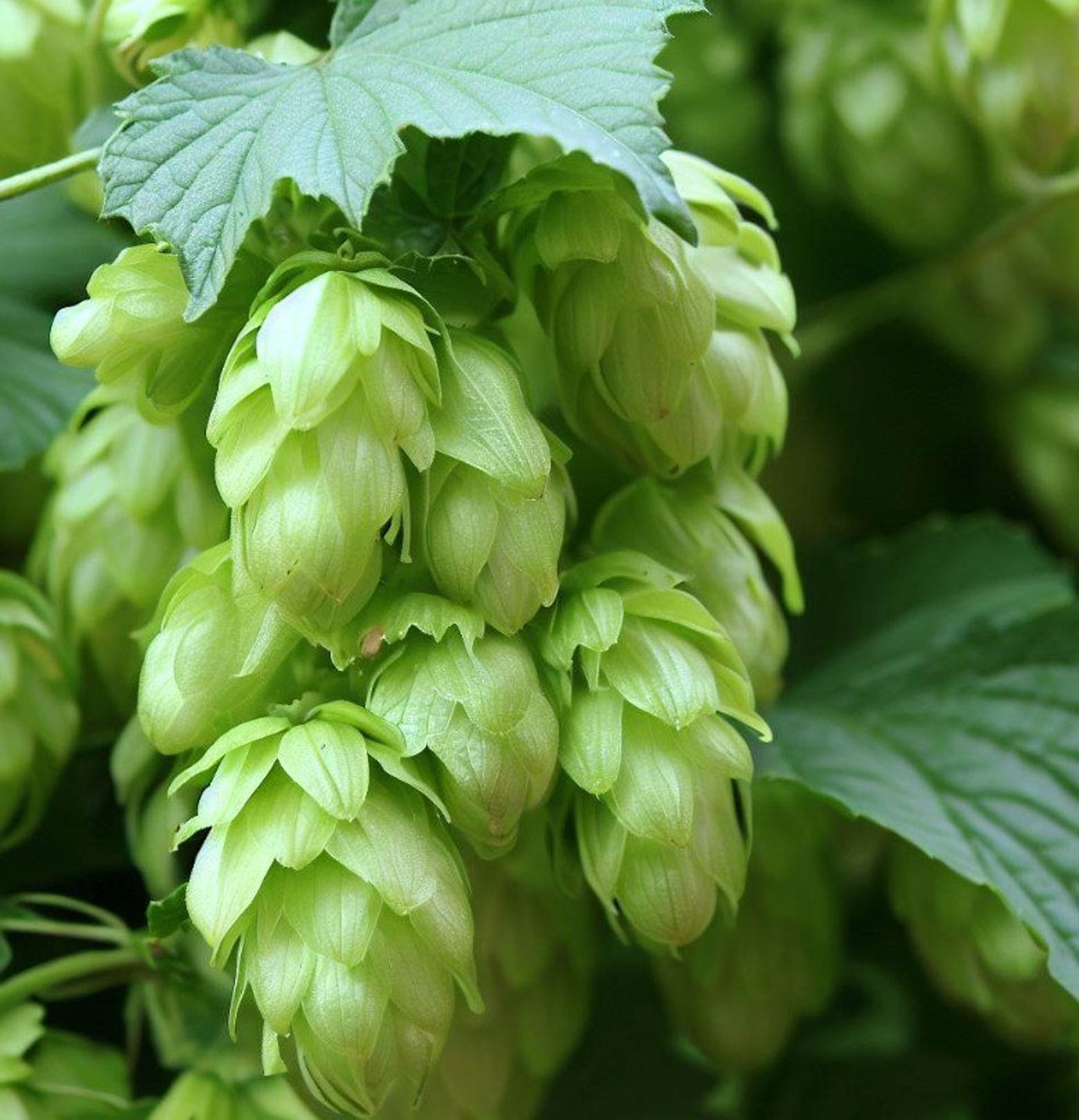 Humulus Lupulus (common Hops, Beer Hops, Hops) Herb Seeds, Climbing ...