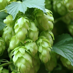 Humulus Lupulus (common Hops, Beer Hops, Hops) Herb Seeds, Climbing ...