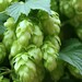 Humulus Lupulus (common Hops, Beer Hops, Hops) Herb Seeds, Climbing ...